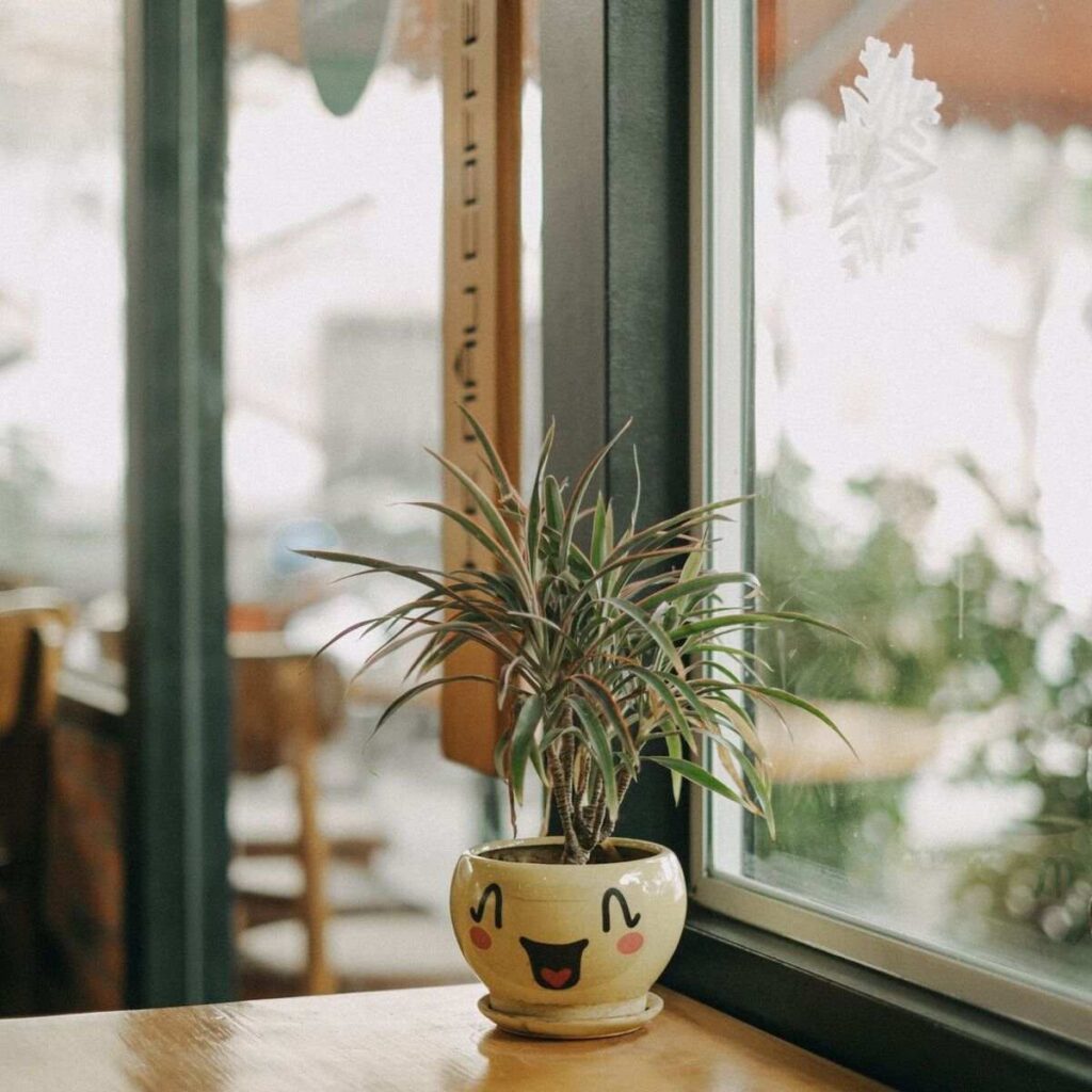 Top 20 Special Indoor House Plants For Decor