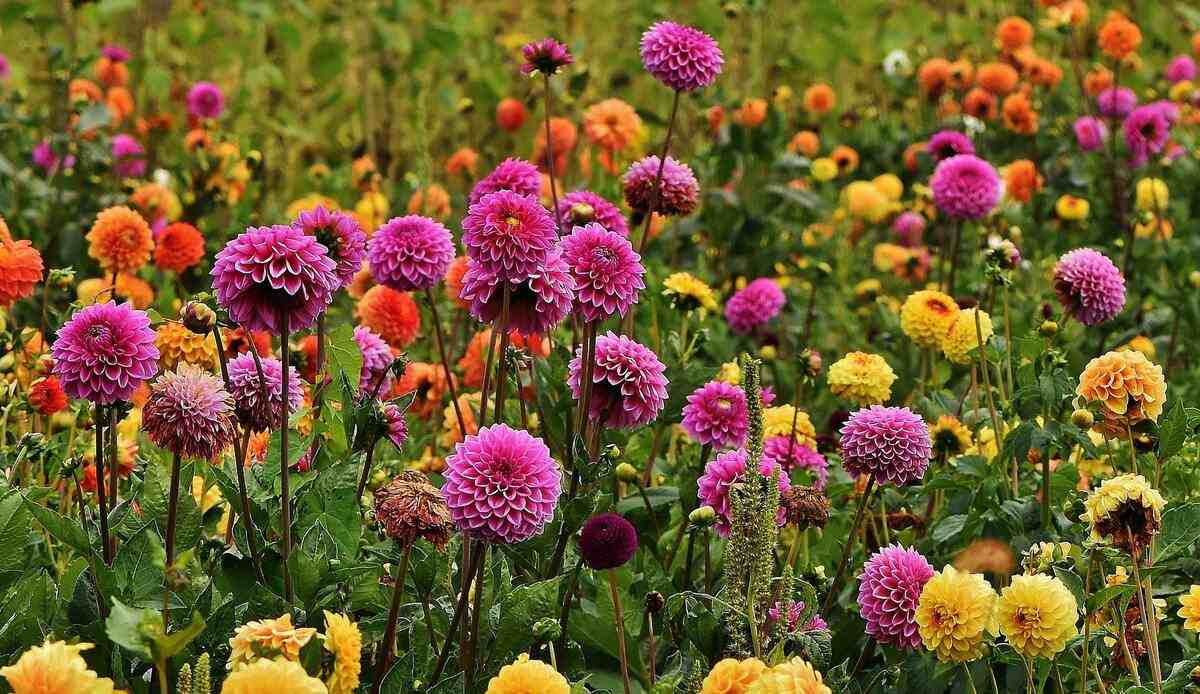 How to Grow Dahlia Flower at Home