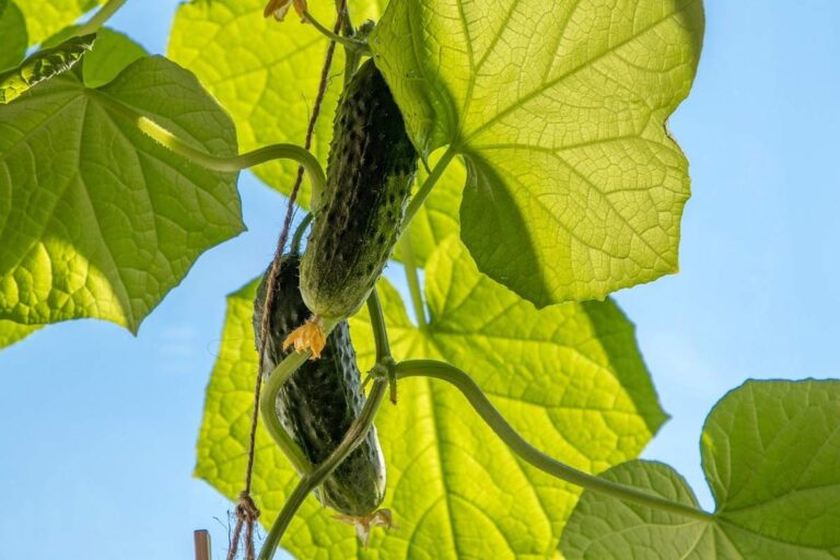 10 Rainy Season Vegetables to Grow for a Bountiful Harvest