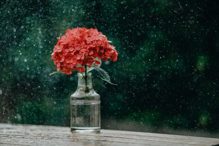 10 Gorgeous Rainy Season Flowers to Grow in Your Garden