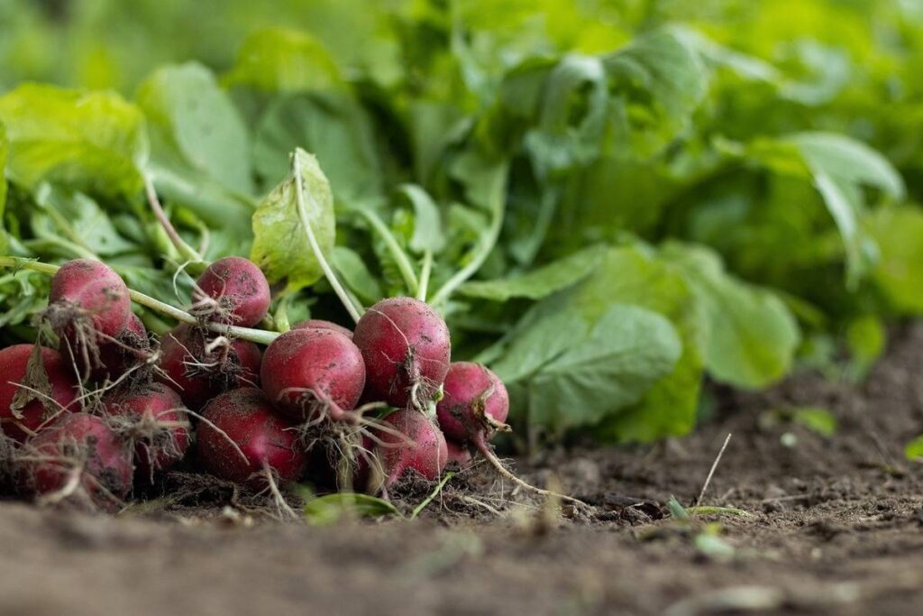10 Rainy Season Vegetables to Grow for a Bountiful Harvest