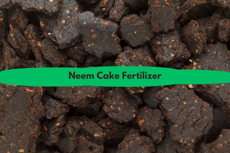 Complete Guide to Using Neem Cake for Plants
