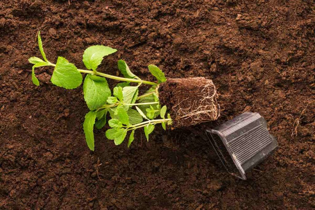 Complete Guide to Using Neem Cake for Plants
