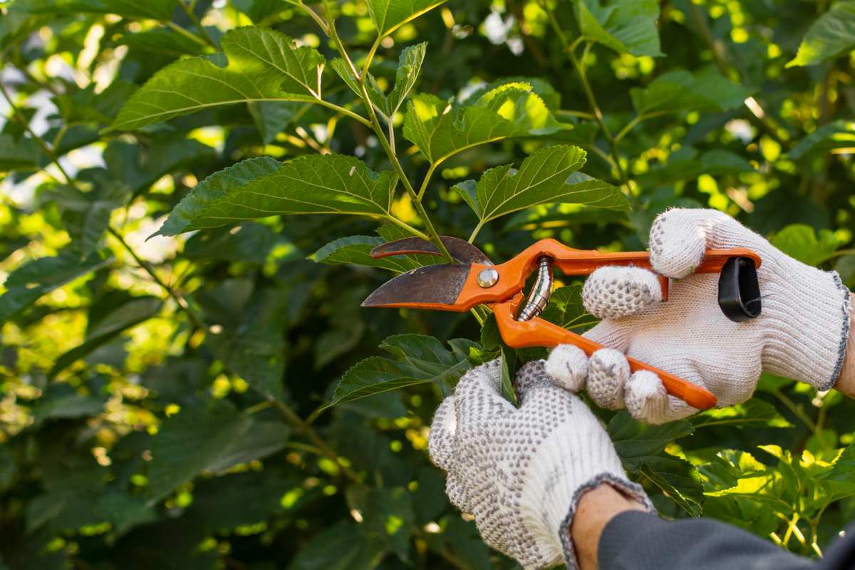 Difference Between Training and Pruning in Horticulture