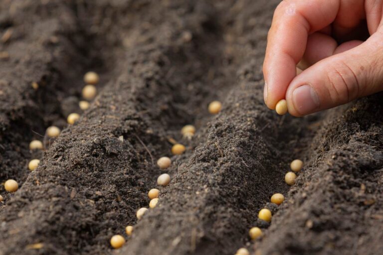 Role of Seed Quality in Improving Crop Yields
