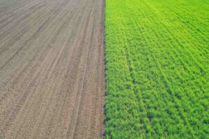 Advantages and Disadvantages of Mixed Cropping in Agriculture