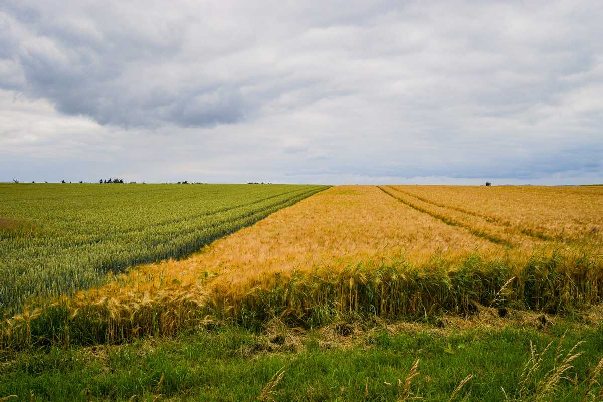 Advantages and Disadvantages of Mixed Cropping in Agriculture Advantages and Disadvantages of Mixed Cropping in Agriculture