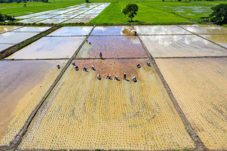 Rainfed Agriculture and Watershed Management