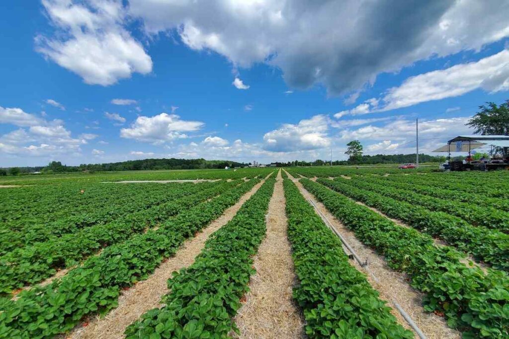 Advantages and Disadvantages of Mixed Cropping in Agriculture Advantages and Disadvantages of Mixed Cropping in Agriculture