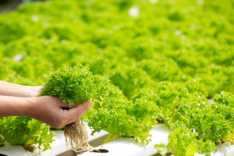 Advantages and Disadvantages of Hydroponic Farming