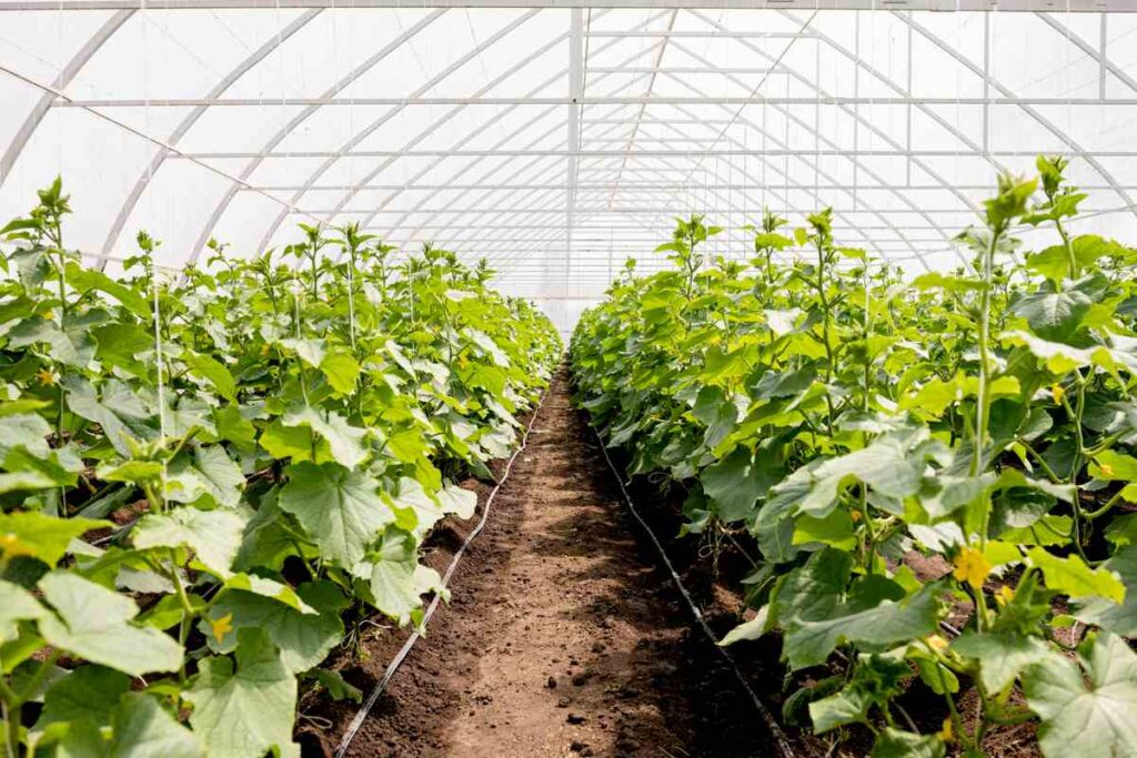 Advantages and Disadvantages of Greenhouse Farming