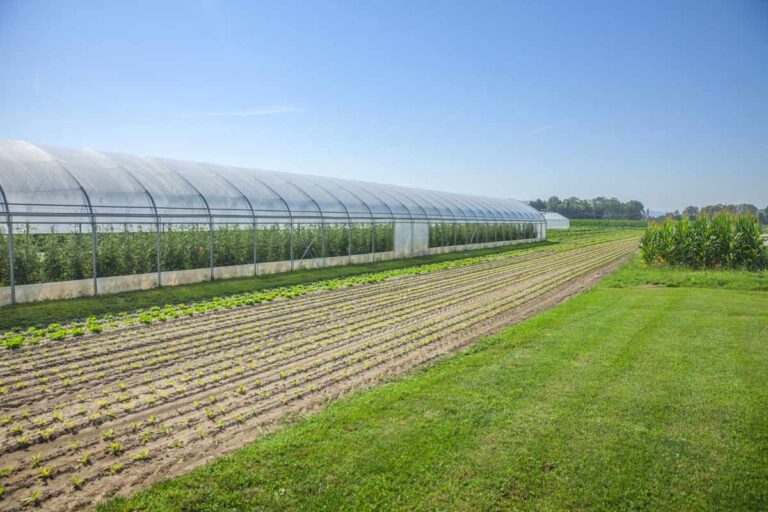 Advantages and Disadvantages of Greenhouse Farming