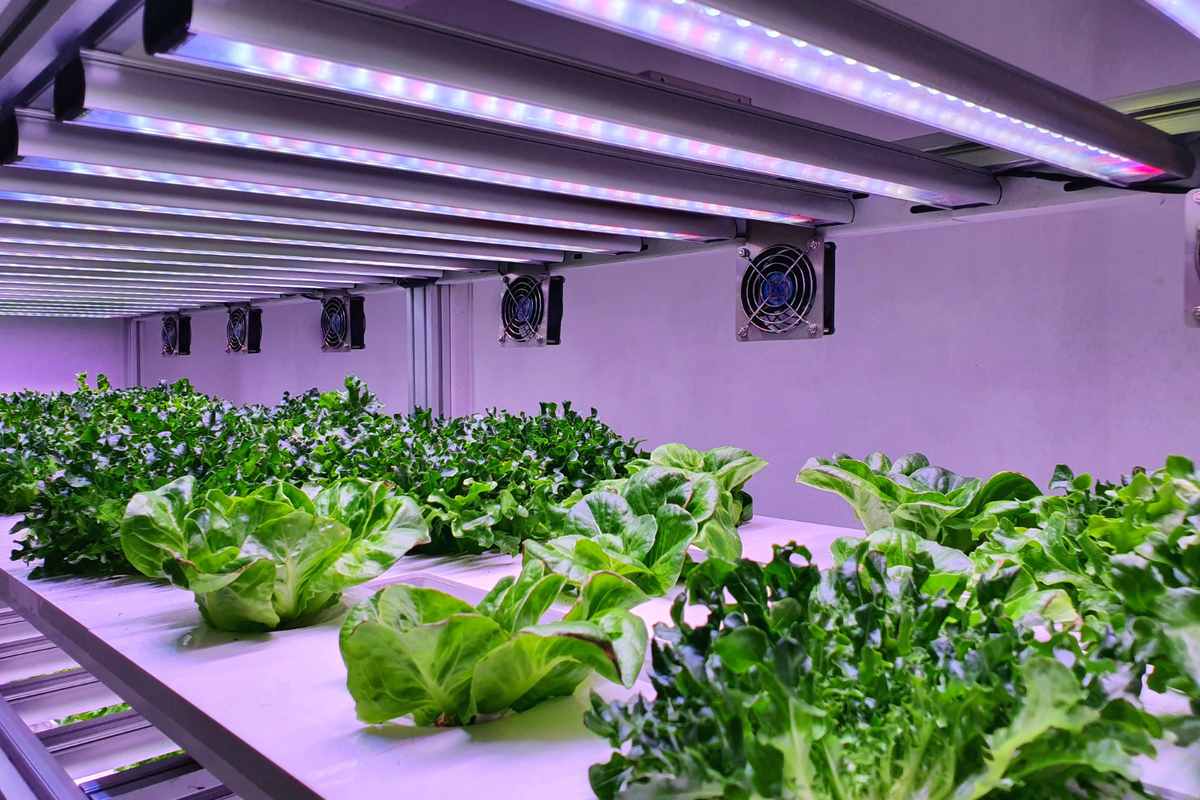Aeroponic Farming Advantages and Disadvantages