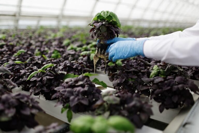 Hydroponics vs Aeroponics vs Aquaponics